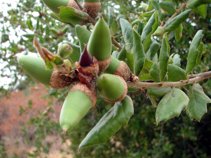 Acorn glut signals Lyme risks
