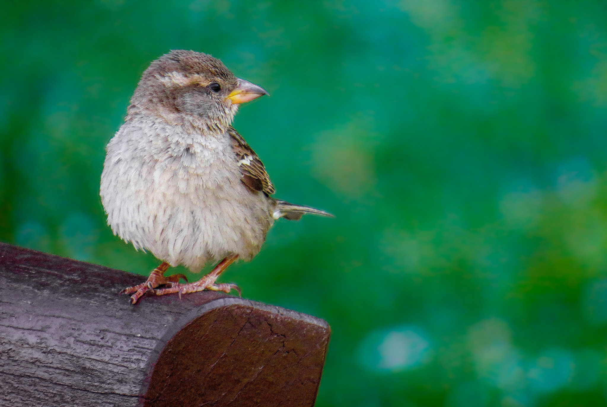 Birds, people can thank Rachel Carson for 'silent spring'