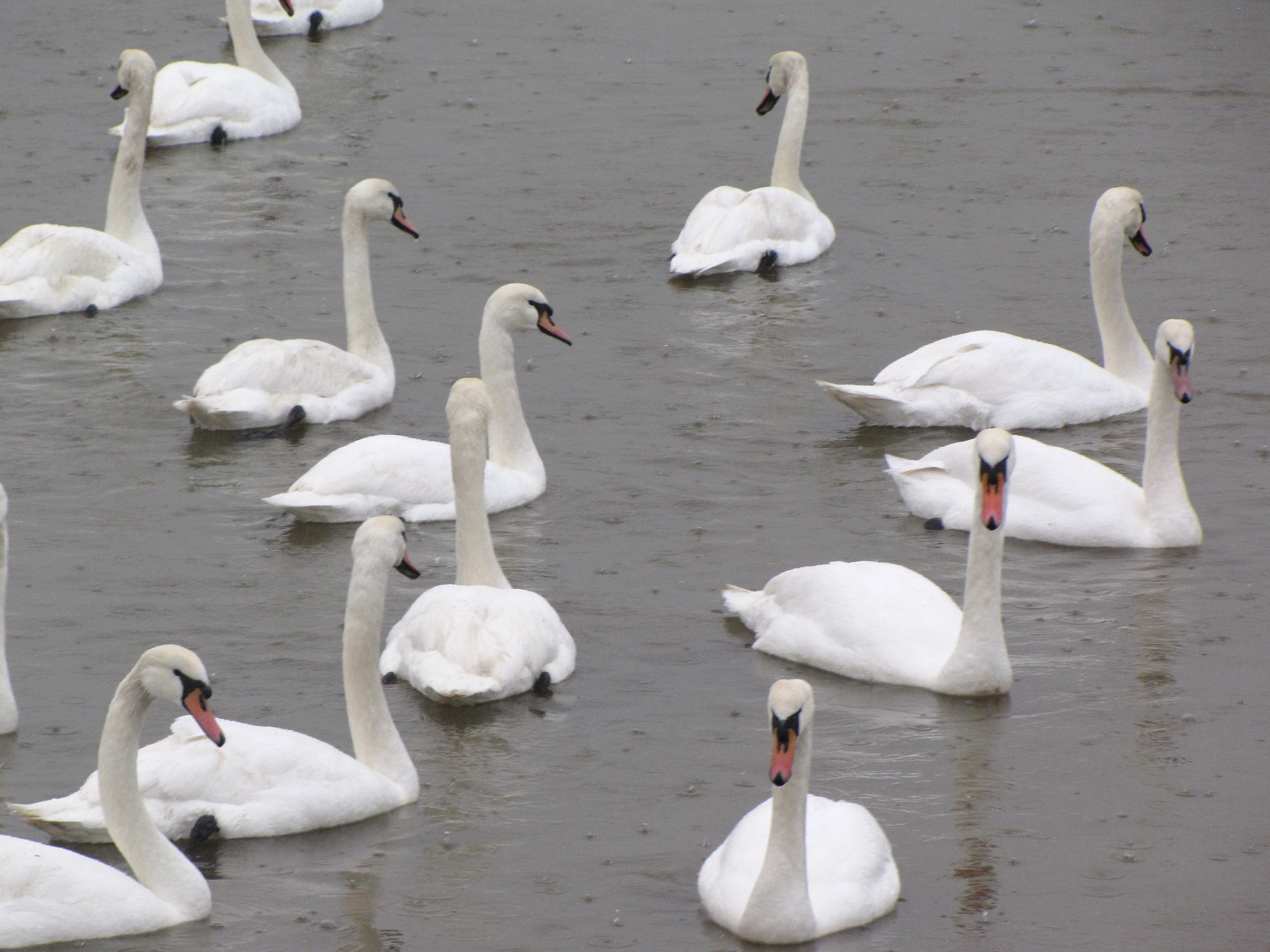 Week highlights invasives among us