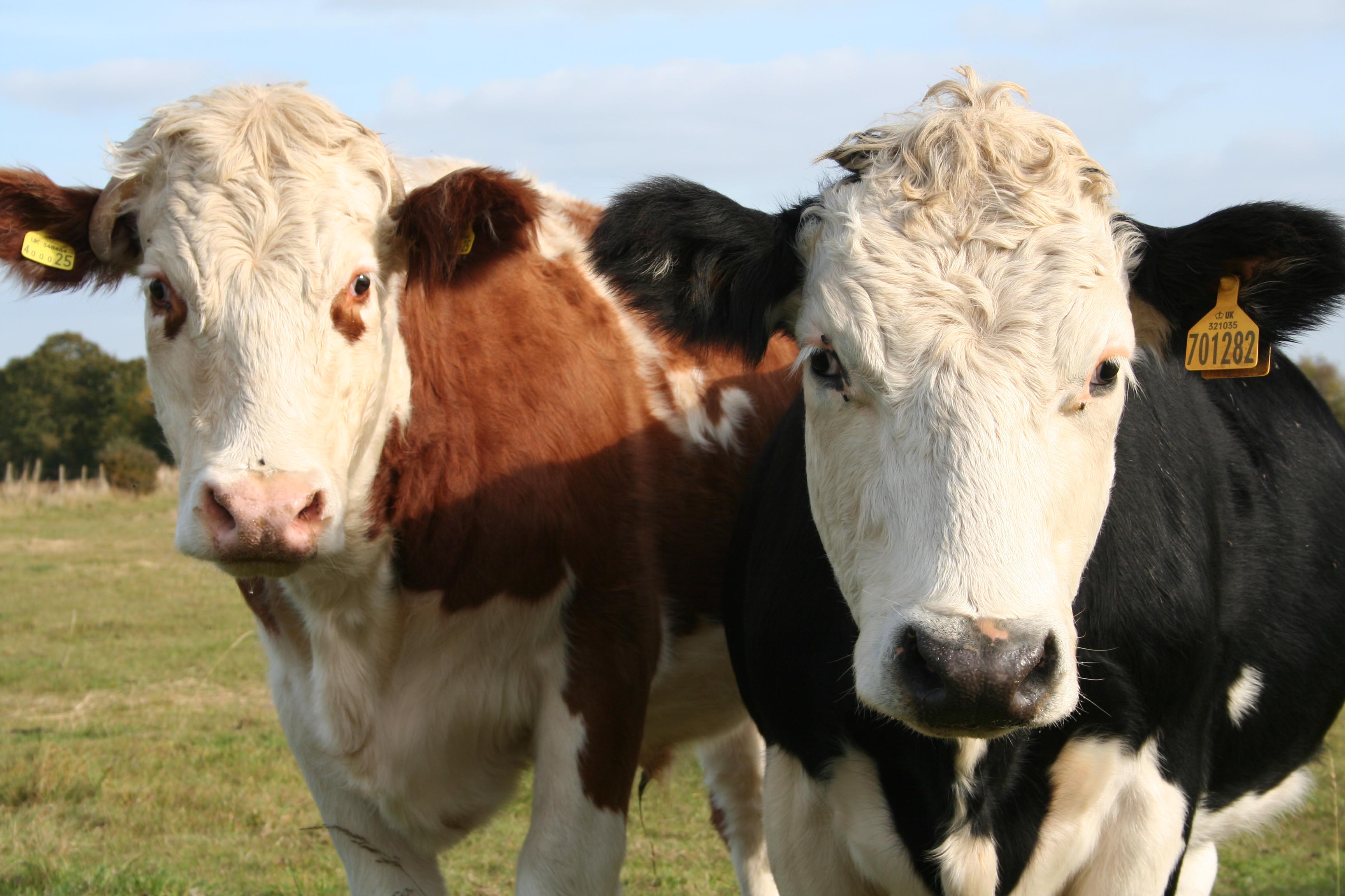 Beef: It’s what’s for dinner