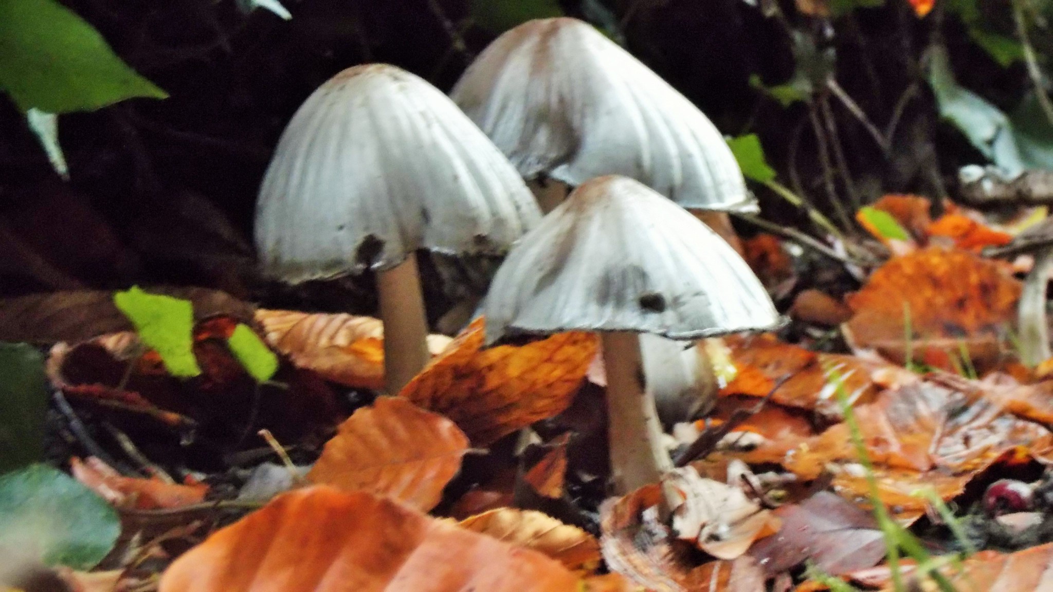 Fungi assist in decomposition, team with plants to boost absorption