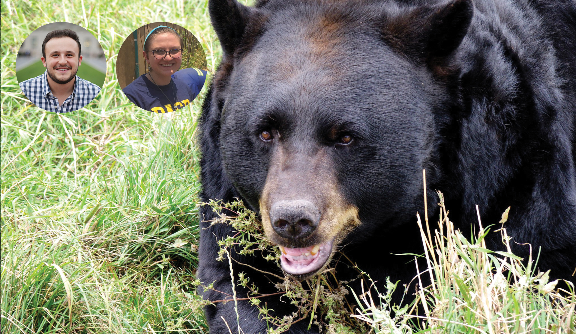 Catskill Research Updates: Black Bears & Forest Pests