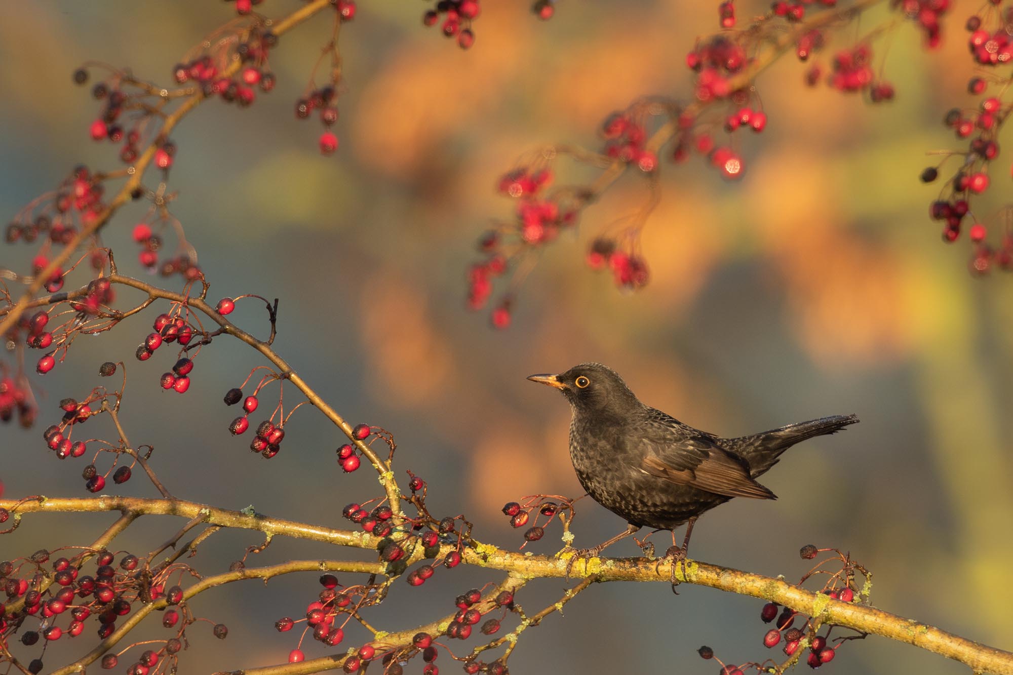 New study identifies bird species that could spread ticks and Lyme disease New study identifies bird species that could spread ticks and Lyme disease