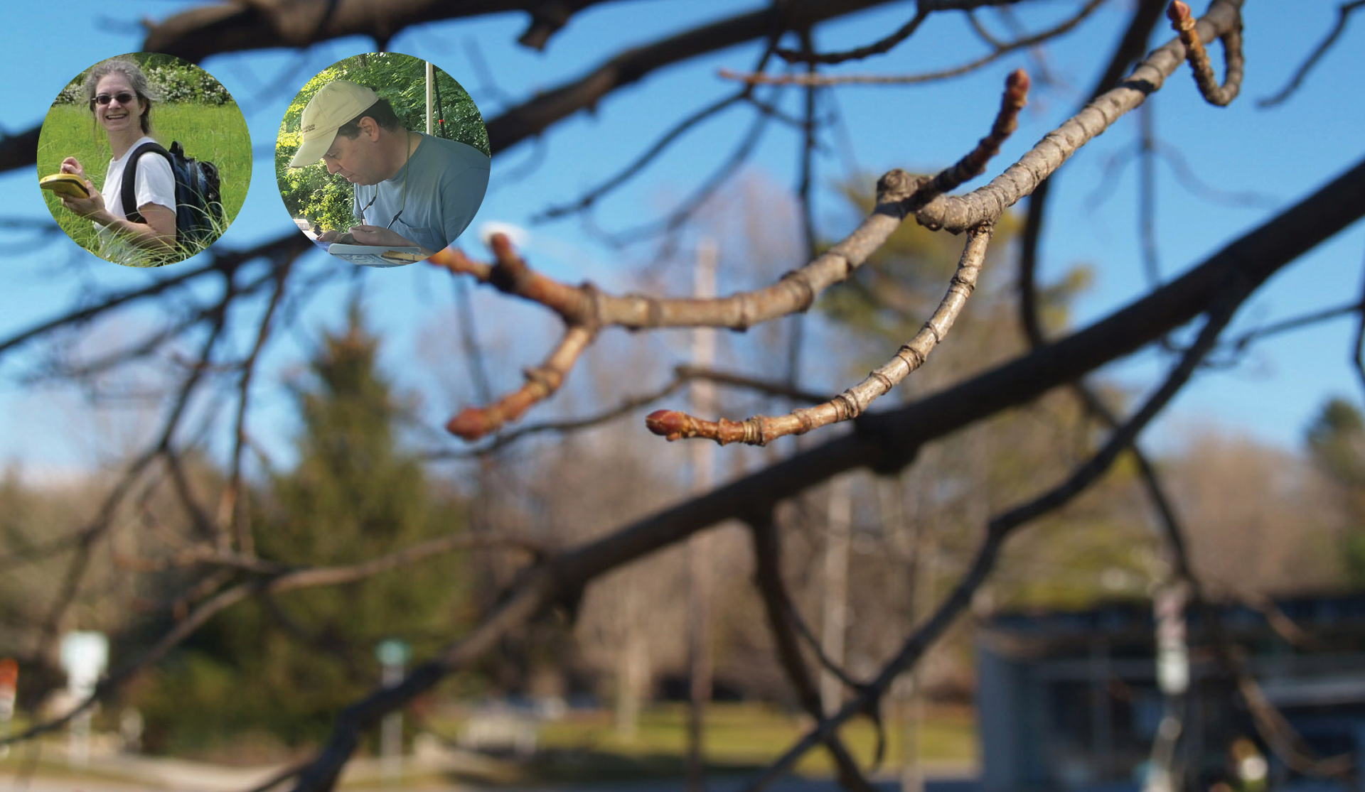 Tree ID Program for Beginners