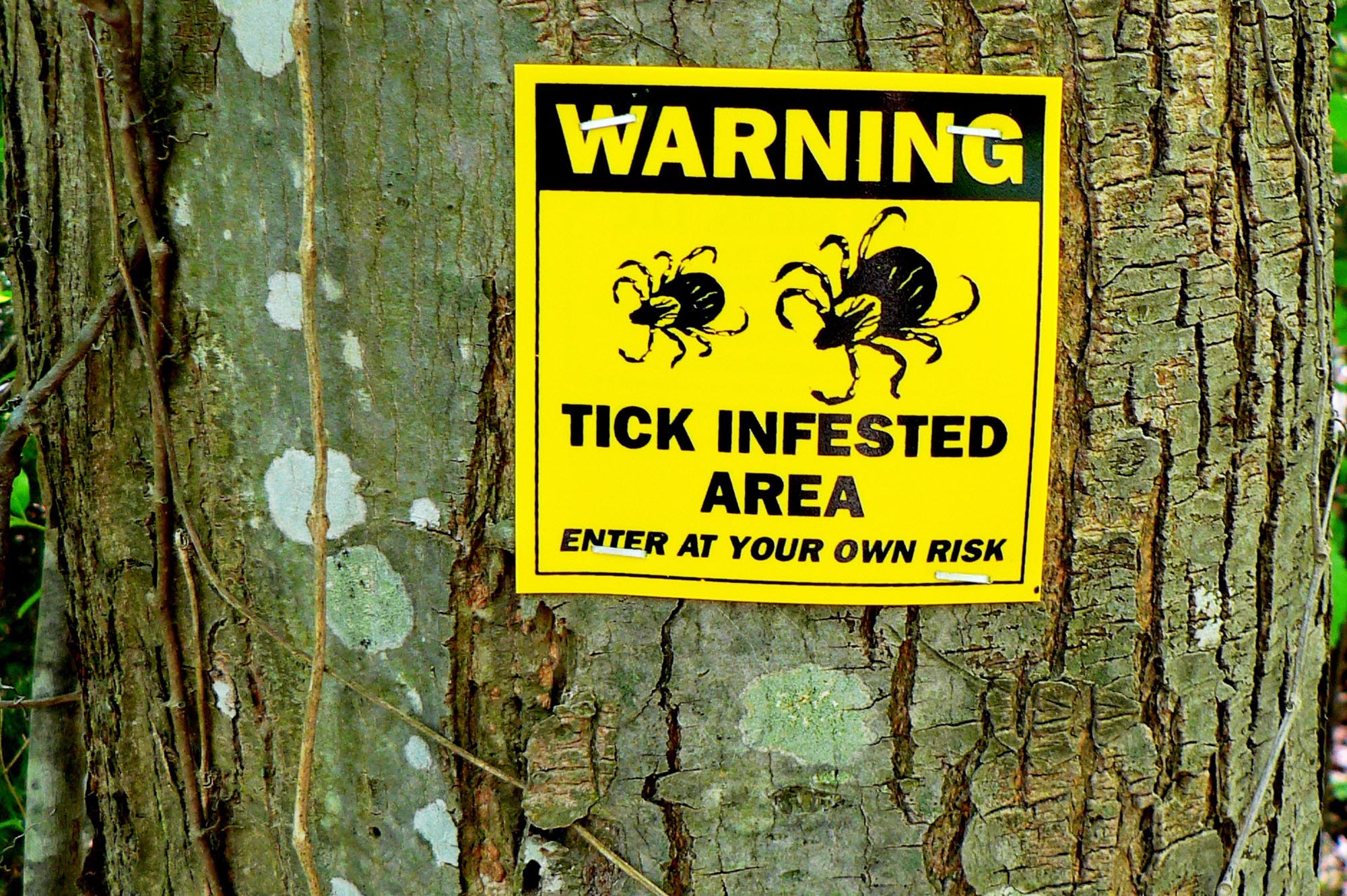 The animals that ticks bite in the U.S. South can impact Lyme disease ...