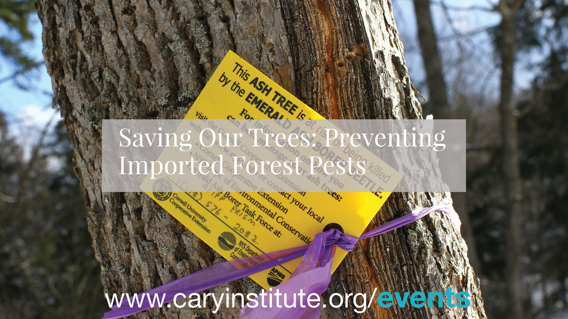 Saving Our Trees: Preventing Imported Forest Pests