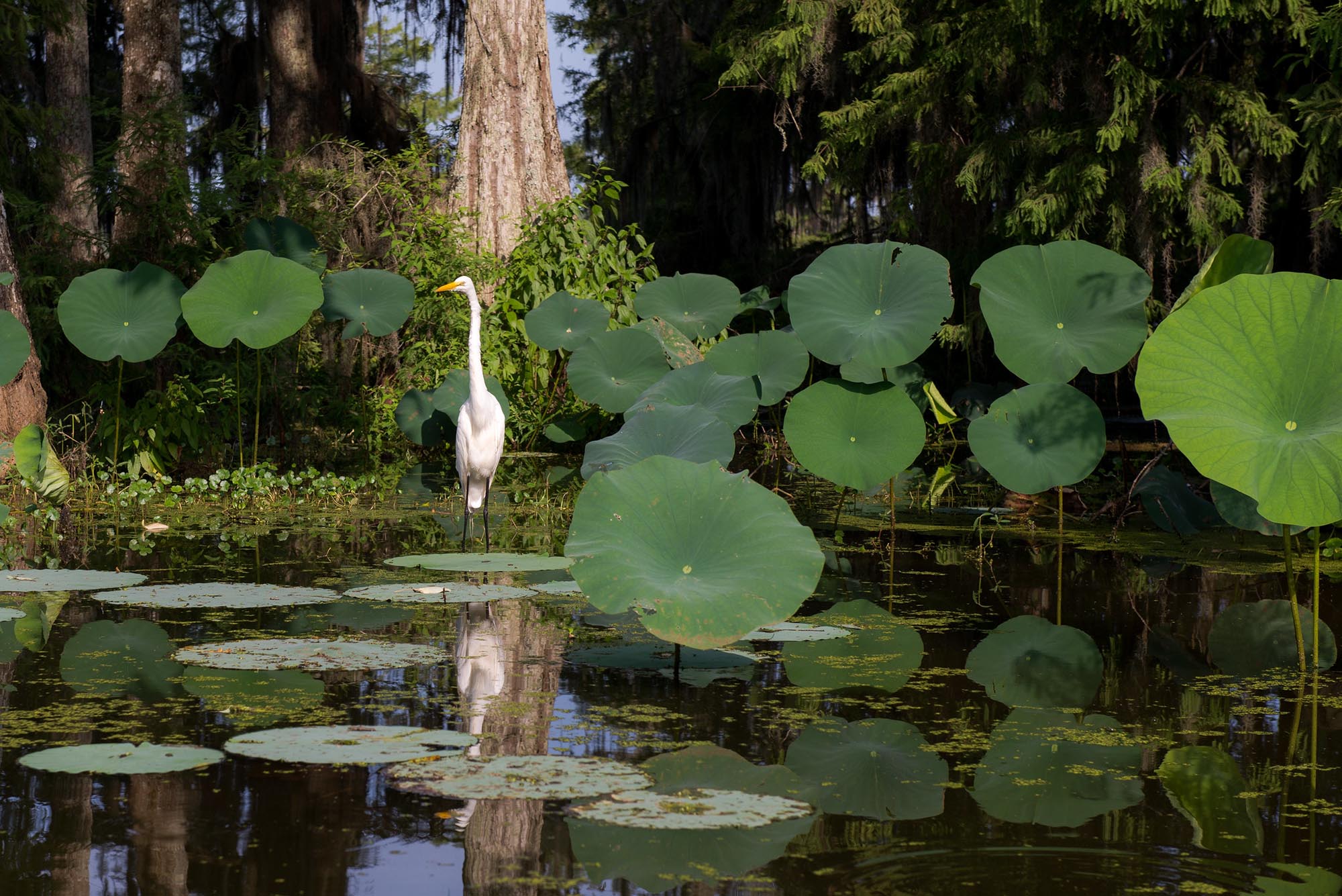Rethinking forest carbon offsets