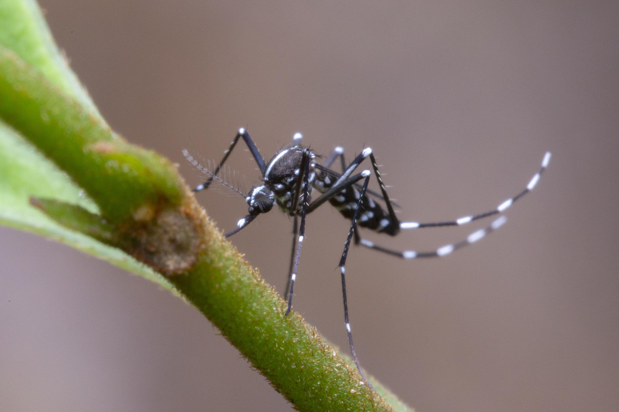 Mosquito research to mitigate risk