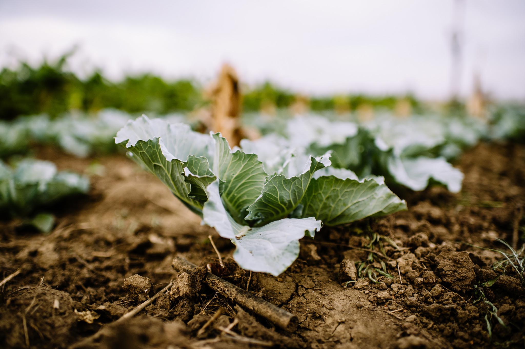 Soil carbon sequestration as a climate change solution