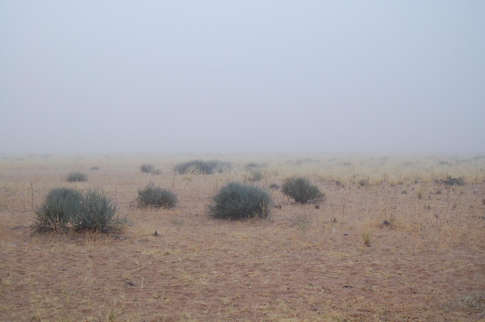 Fog connects ecosystems