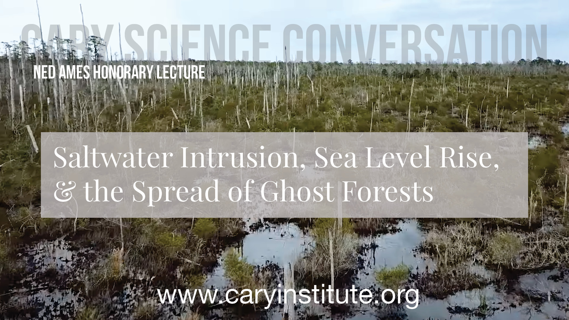 Saltwater Intrusion, Sea Level Rise, and the Spread of Ghost Forests