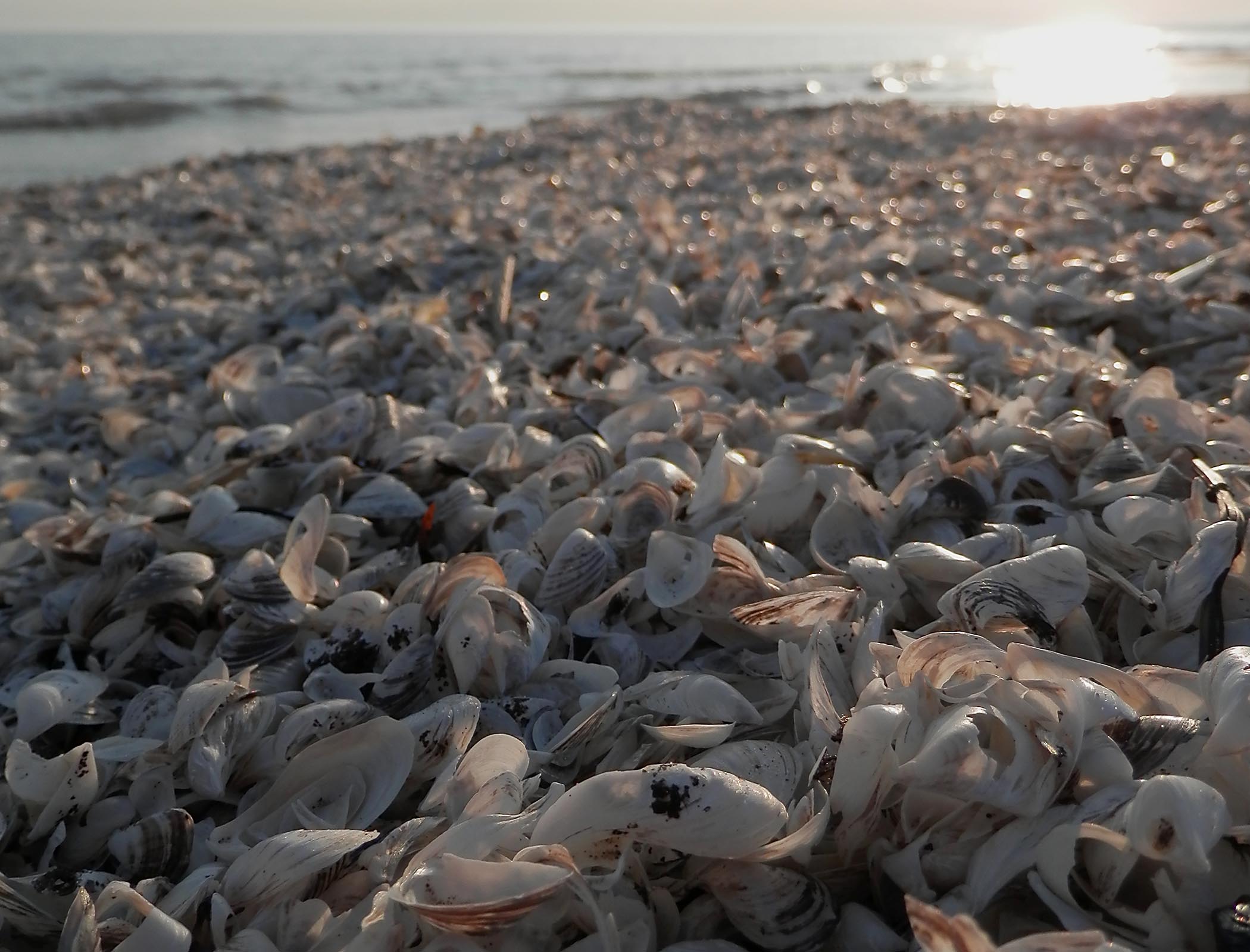 Taking your boat out? Check for mussels.