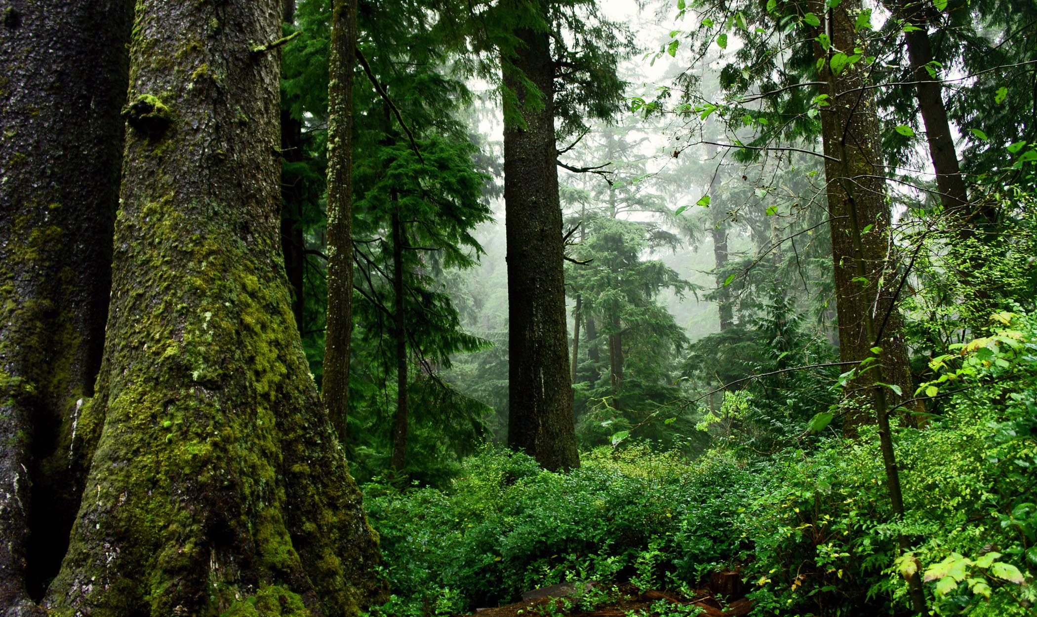 Why mature and old forests are so important for climate mitigation and ...