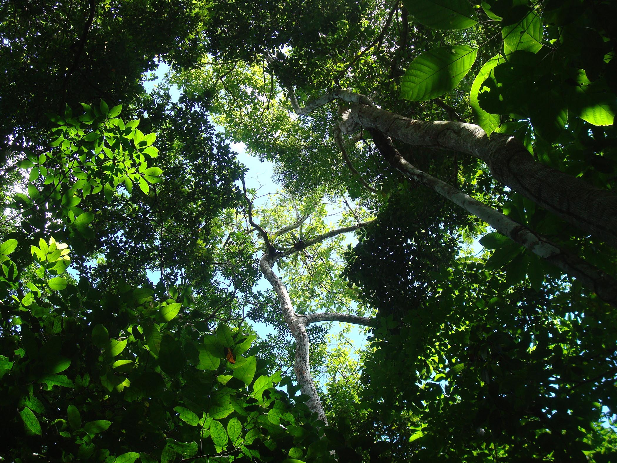 panama_tree_canopy_cc_sarah_batterman.jpg