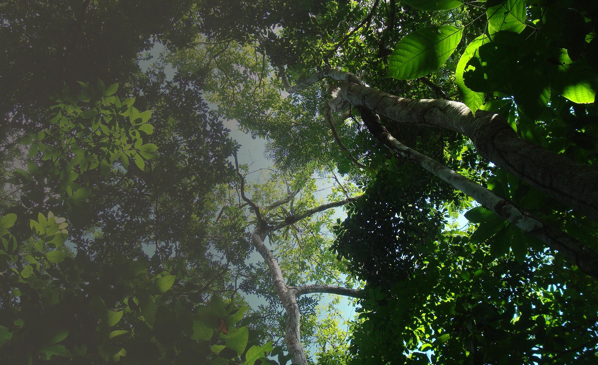 panama_tree_canopy_cc_sarah_batterman_hero.jpg