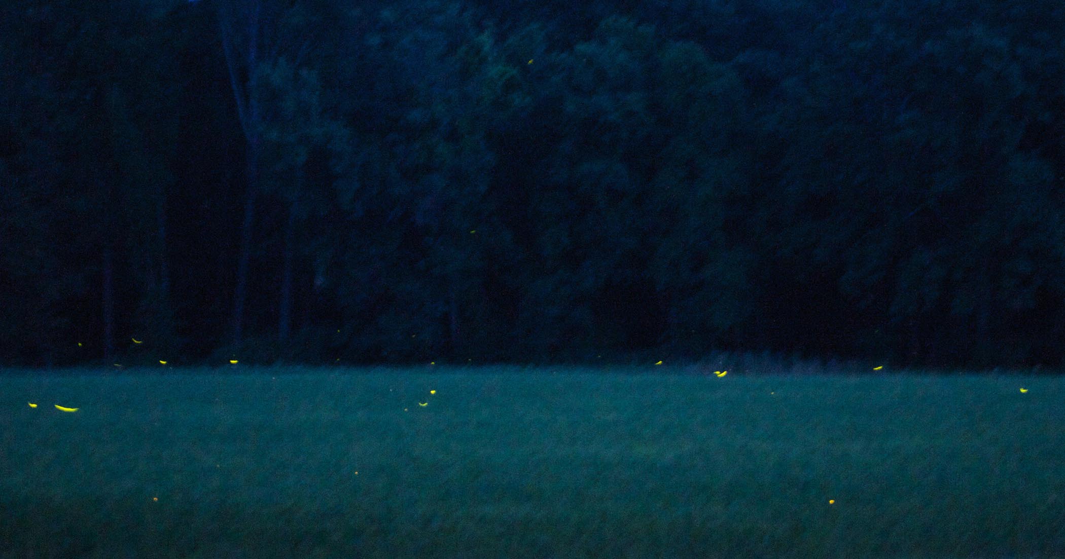 The decline and fall of insects