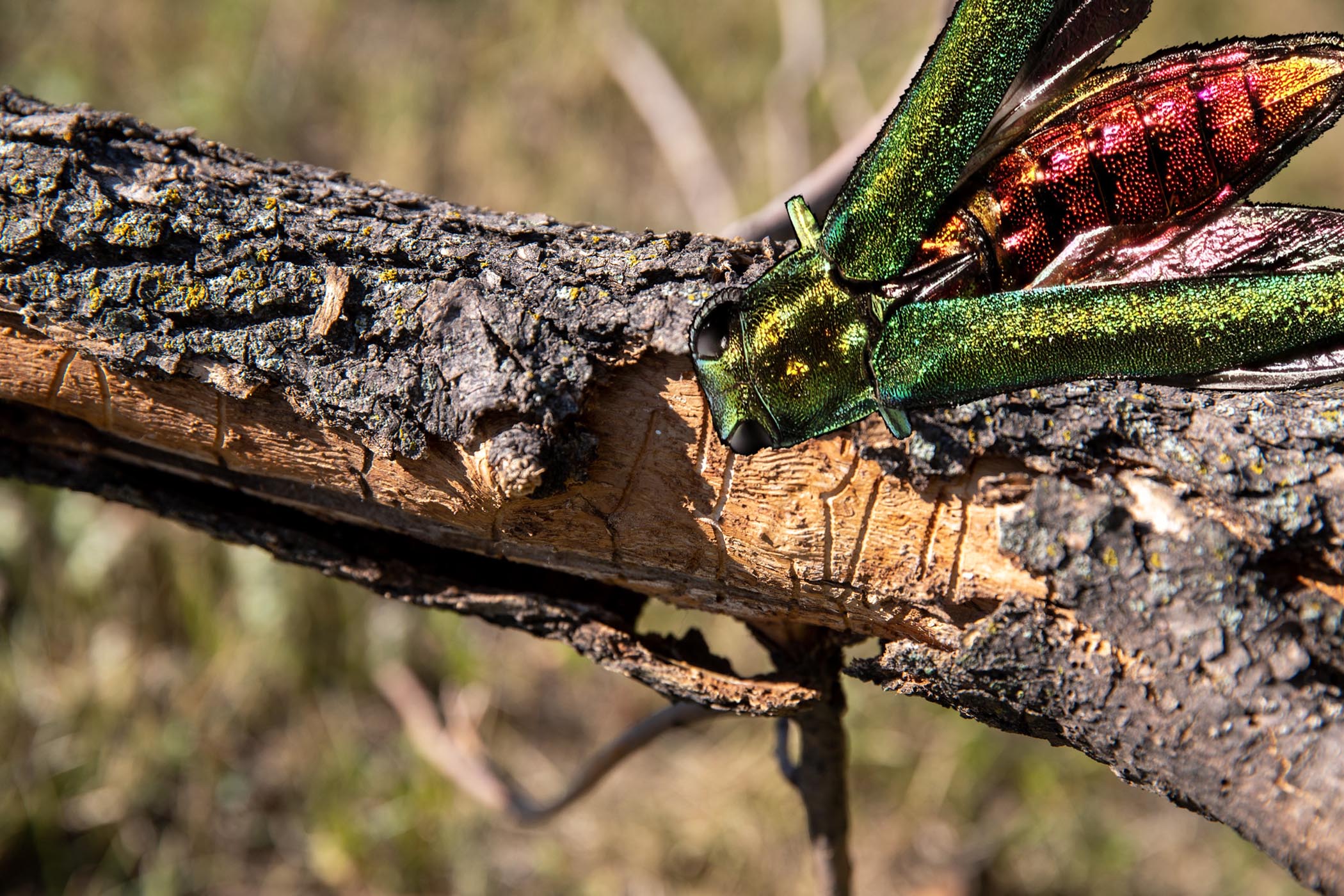 8 billion North American ash trees at risk from emerald ash borer