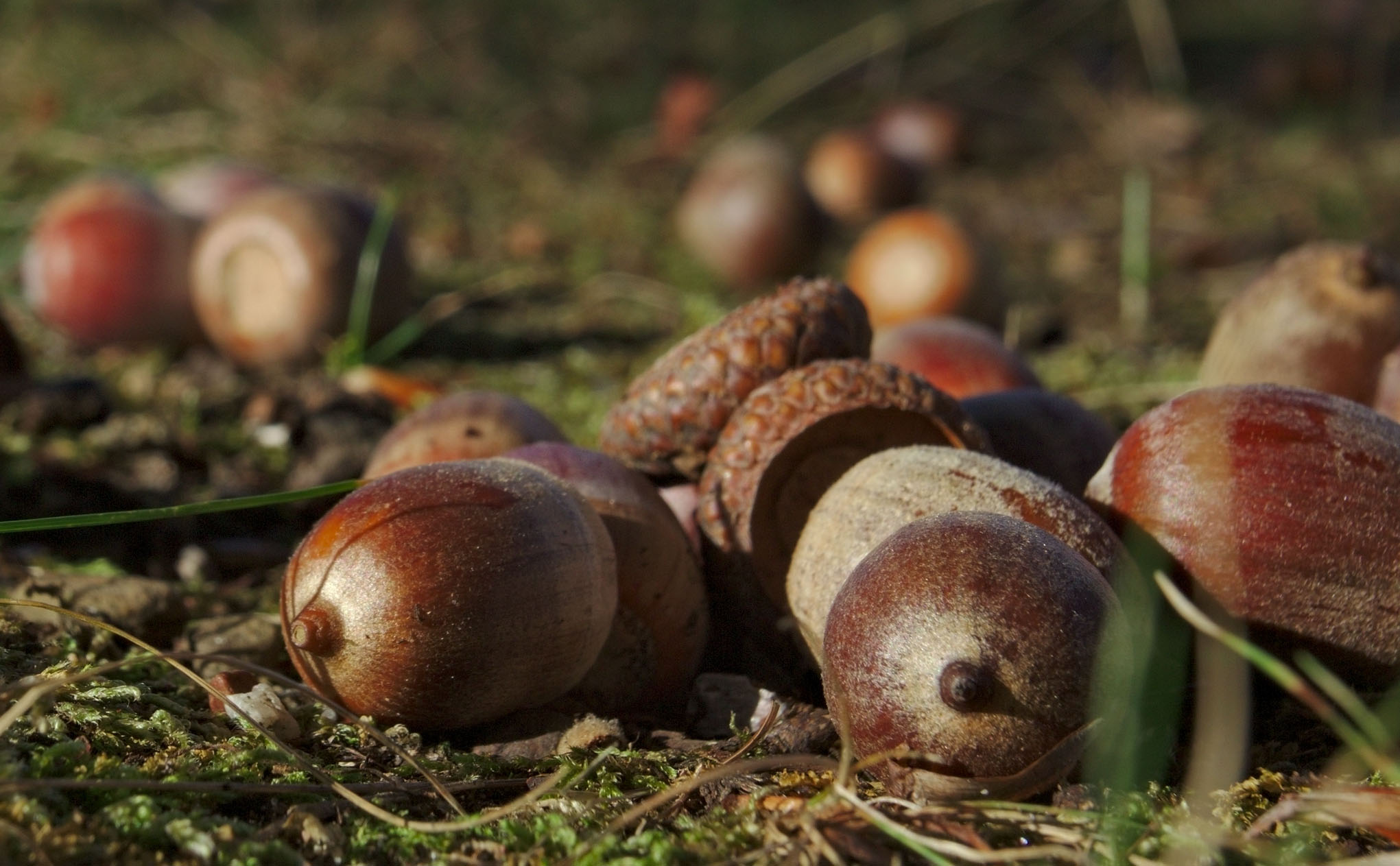 Field notes: Where did all the acorns go?