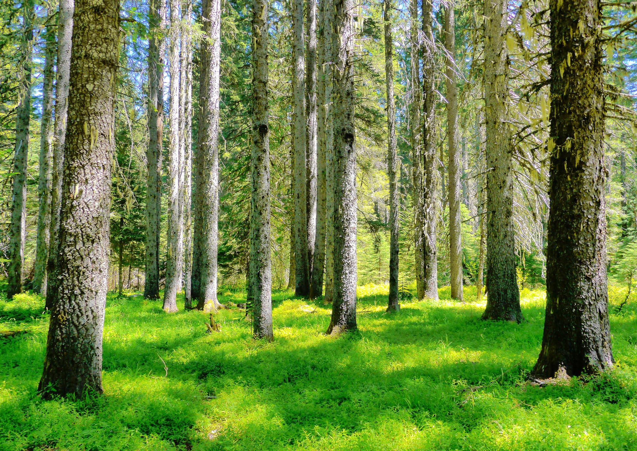 Projecting Forest Landscape Dynamics