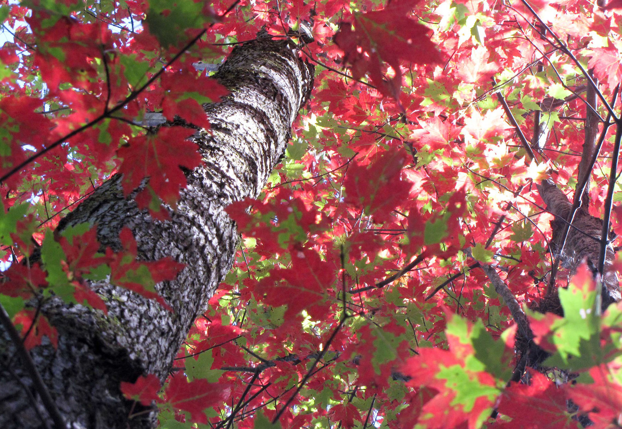 Colorful maple blossoms signal spring