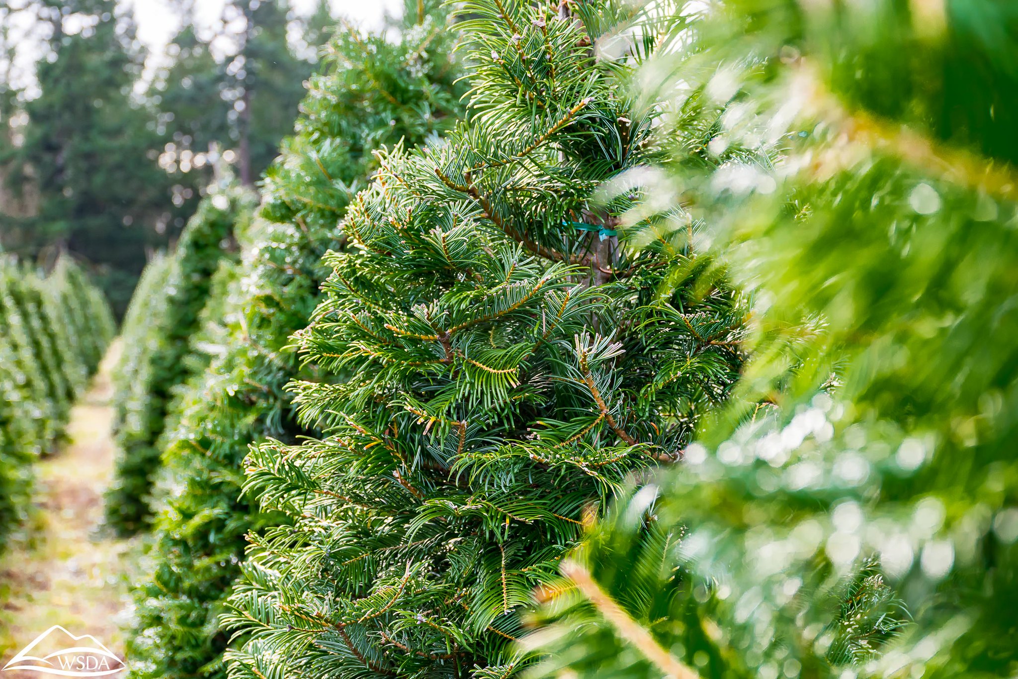 Live, replantable Christmas tree is the best choice