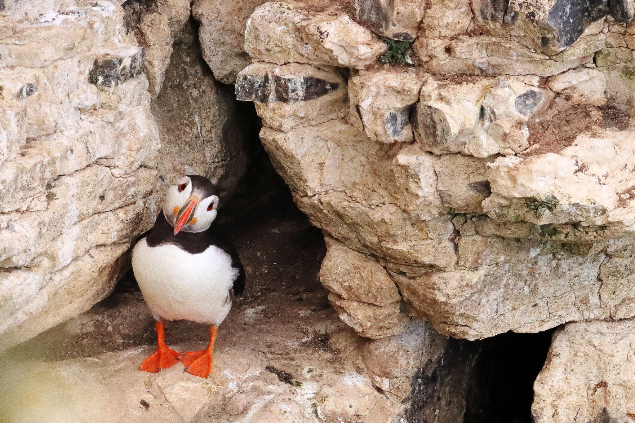 Puffins Habits Change Habitat Puffins Habits Change Habitat