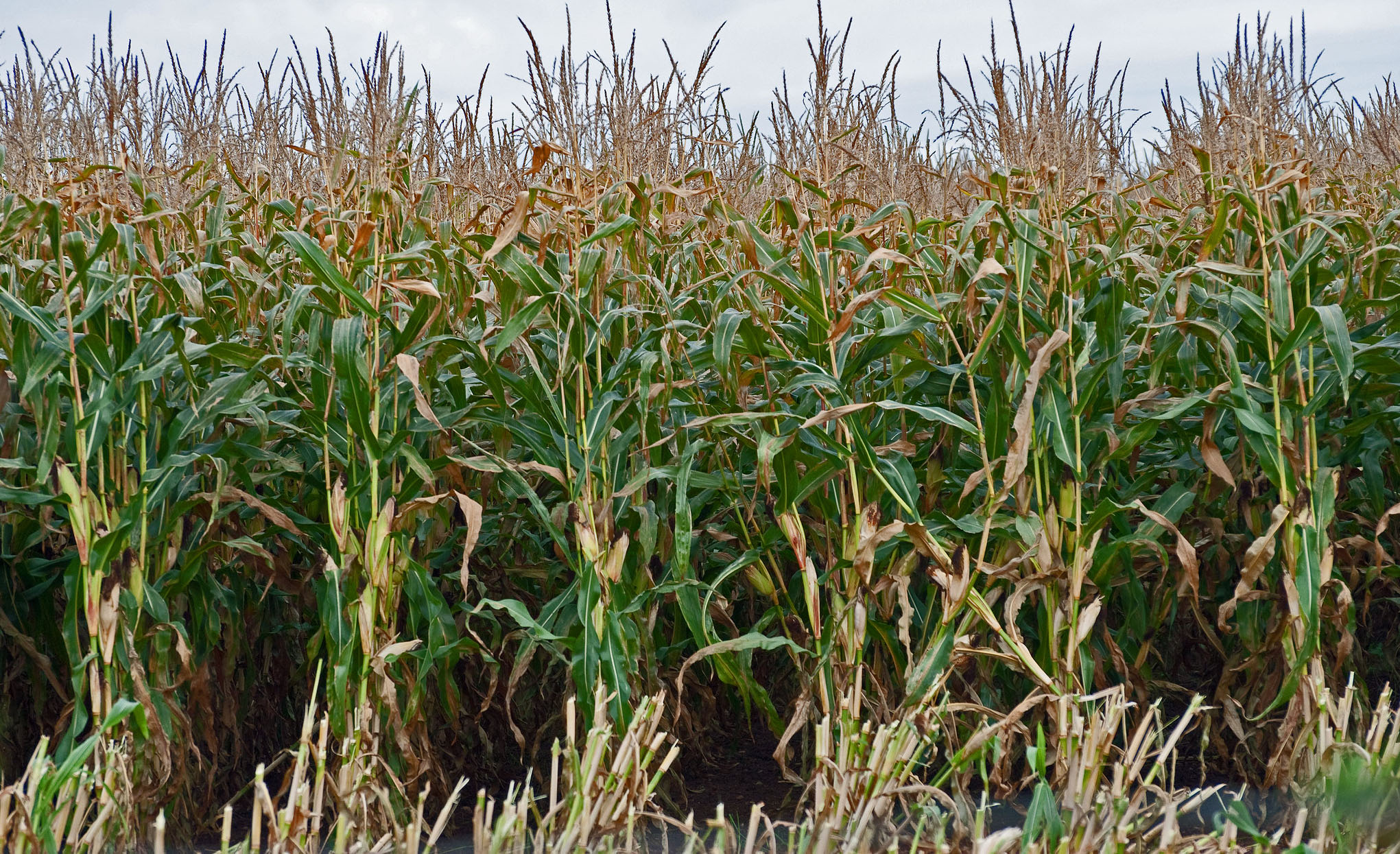 Biofuels no easy answer