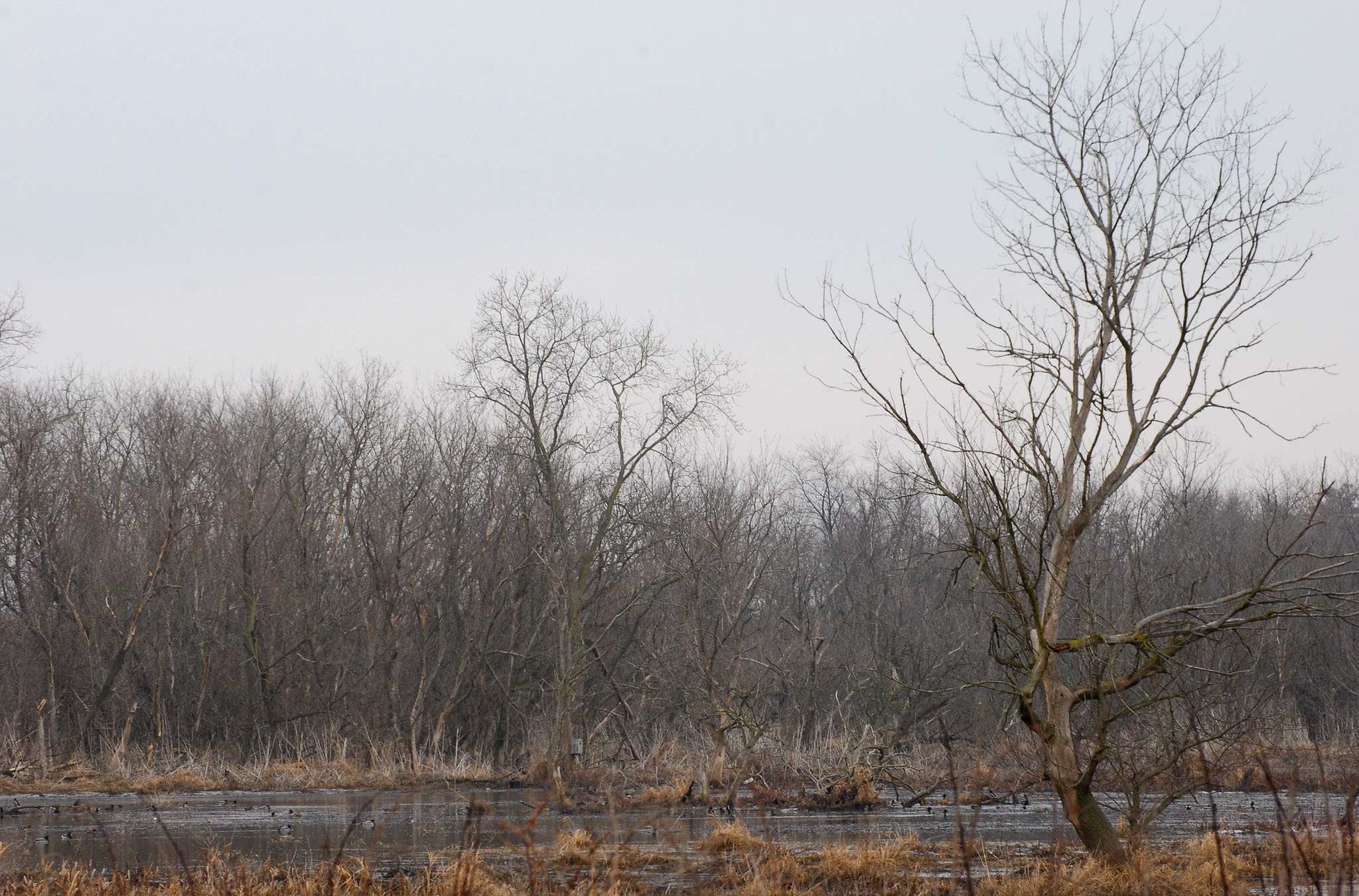 Small wetlands support biodiversity and freshwater resources