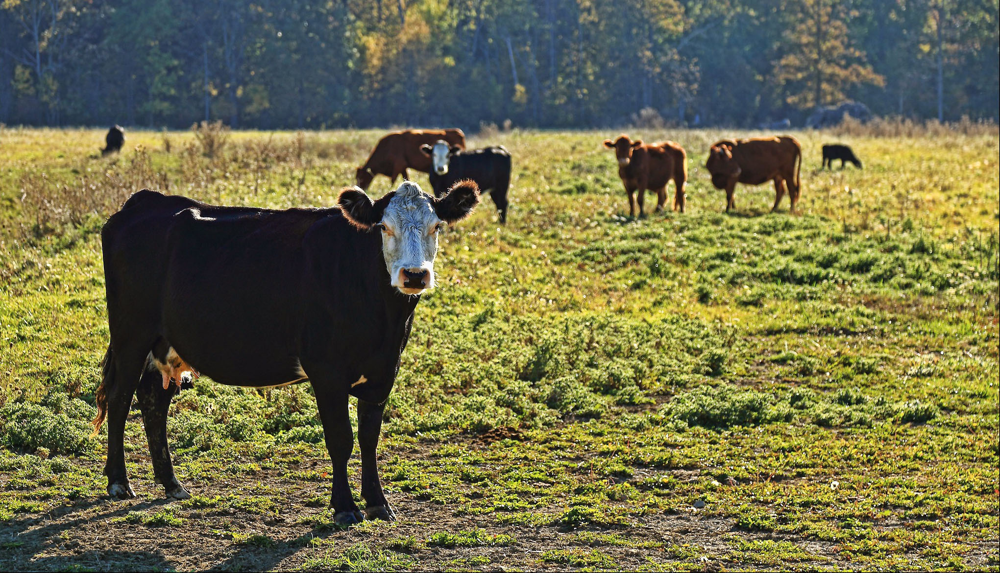 Cows can help with upkeep of ski trails