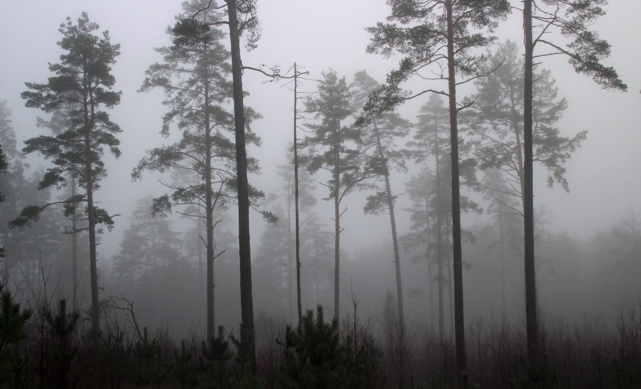 The Strange Forests that Drink—and Eat—Fog