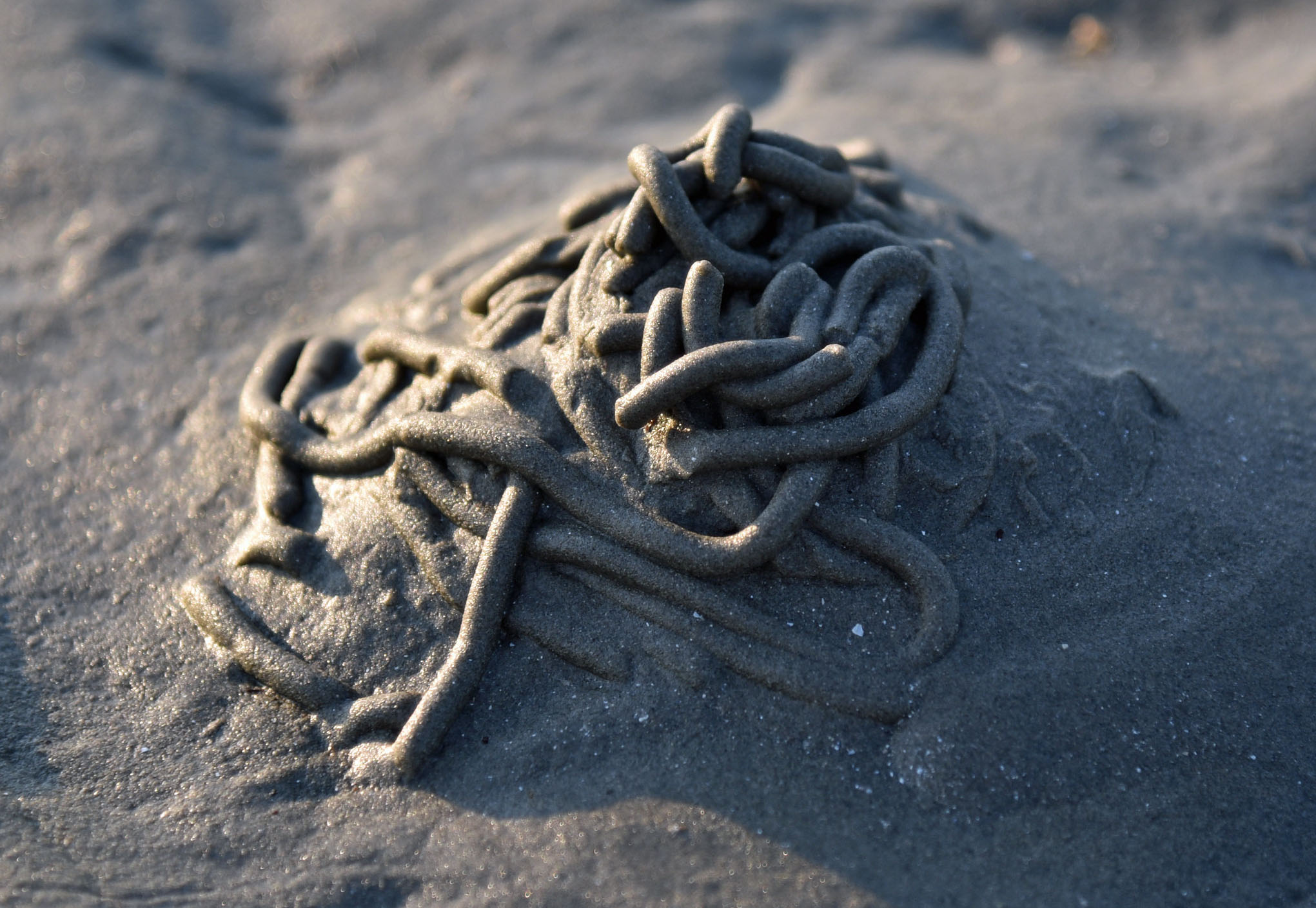 Teaching ecology and evolution through mud worms