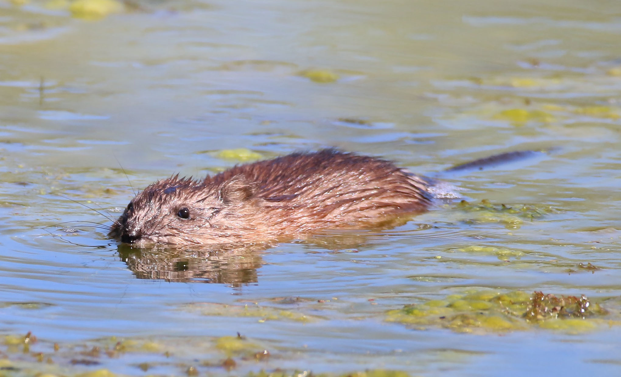The Army Corps of Engineers vs. muskrat engineers: Nature declared winner