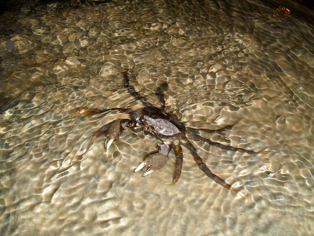 Chinese mitten crabs: Invasive species found in Hudson