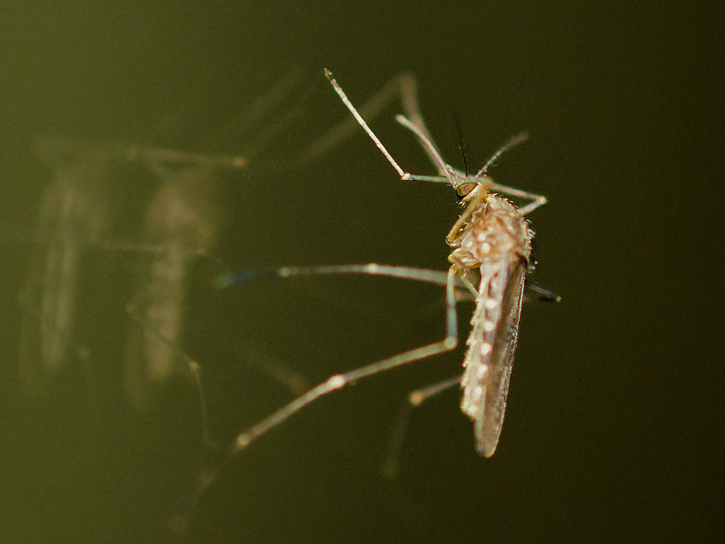 Employing ecology to predict and manage emerging infectious diseases