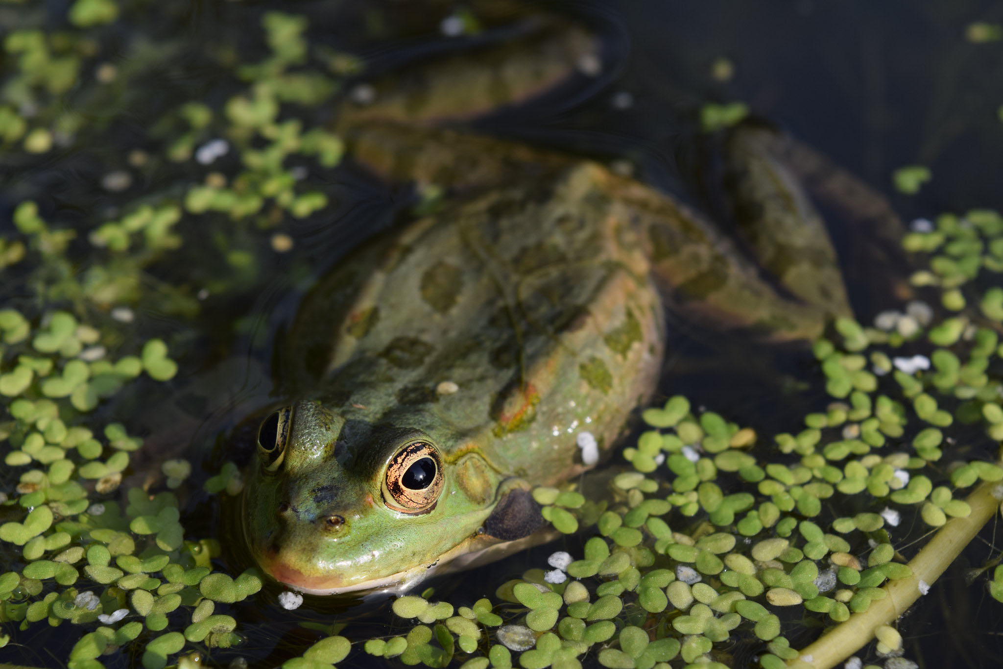 Deadly frog disease illustrates dangers of wildlife trade