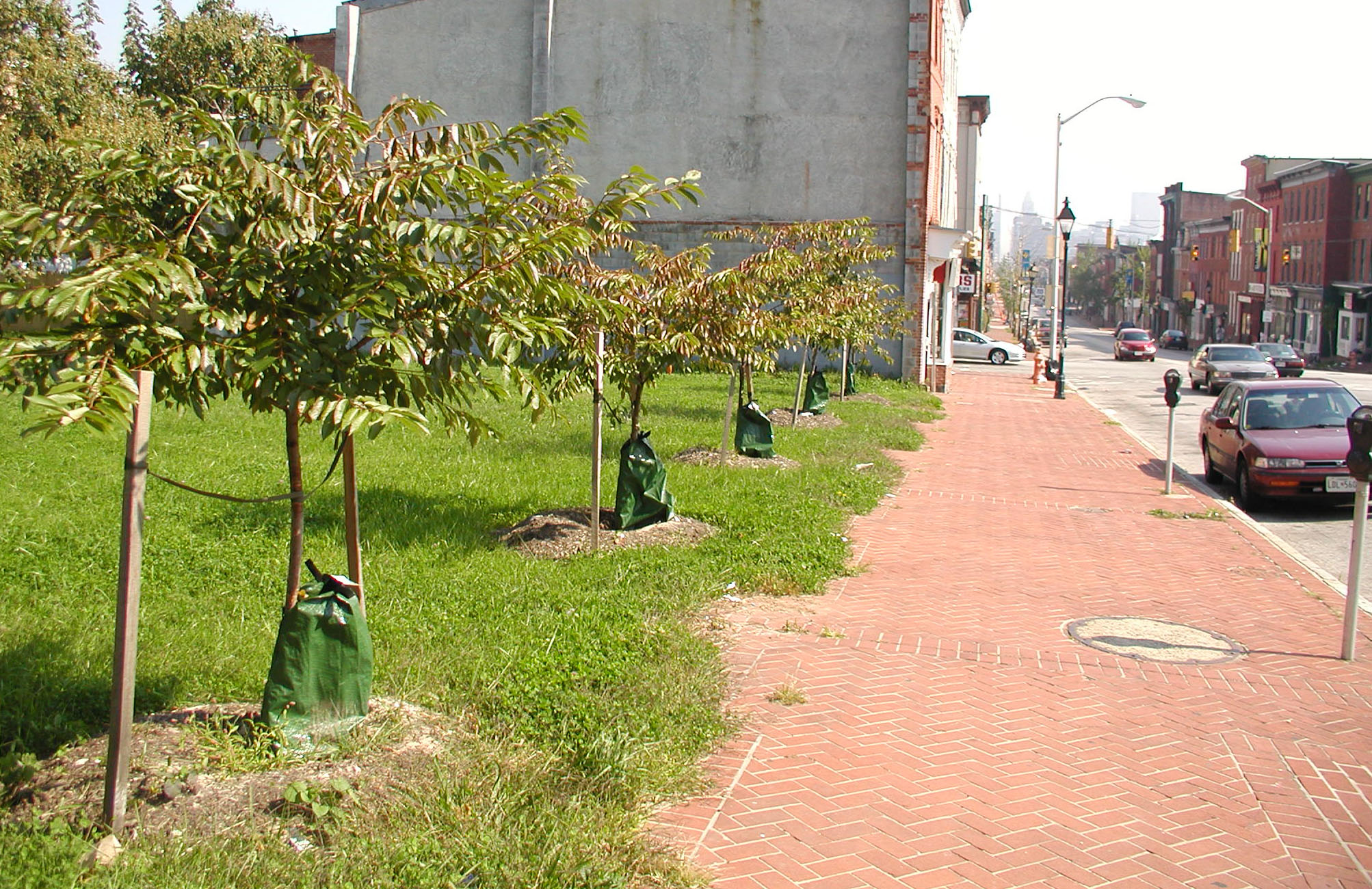 Street trees aid urban biodiversity, but mainly in wealthier neighborhoods