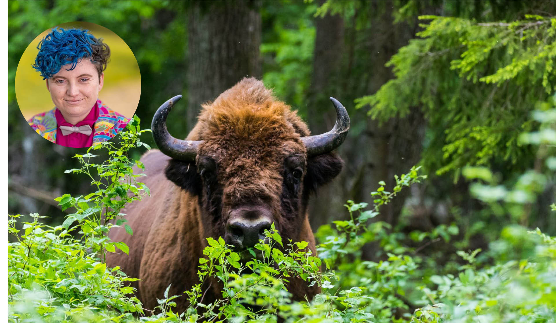 Using Process-explicit Models to Explore Species Range Dynamics