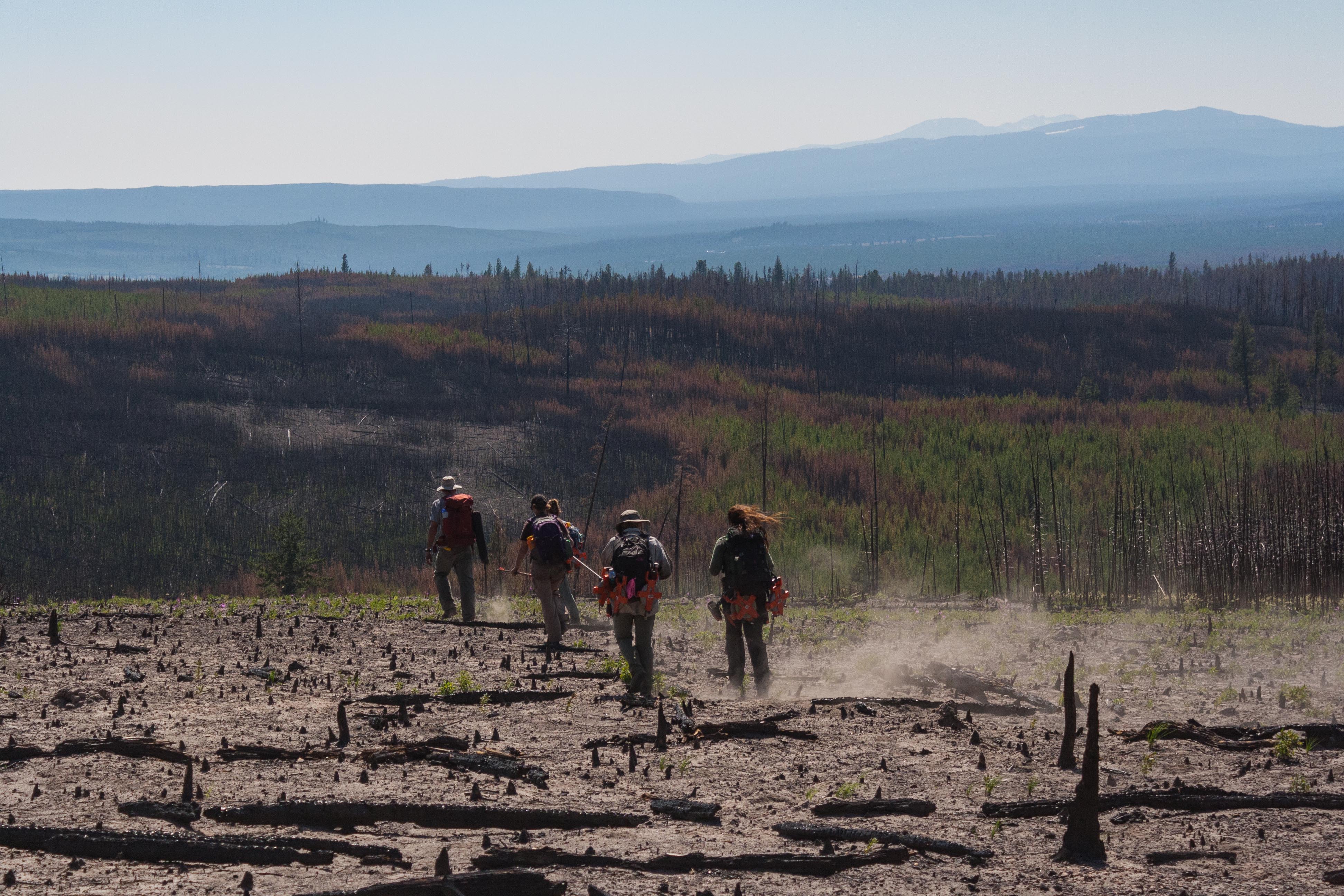 Western Fire & Forest Resilience Collaborative