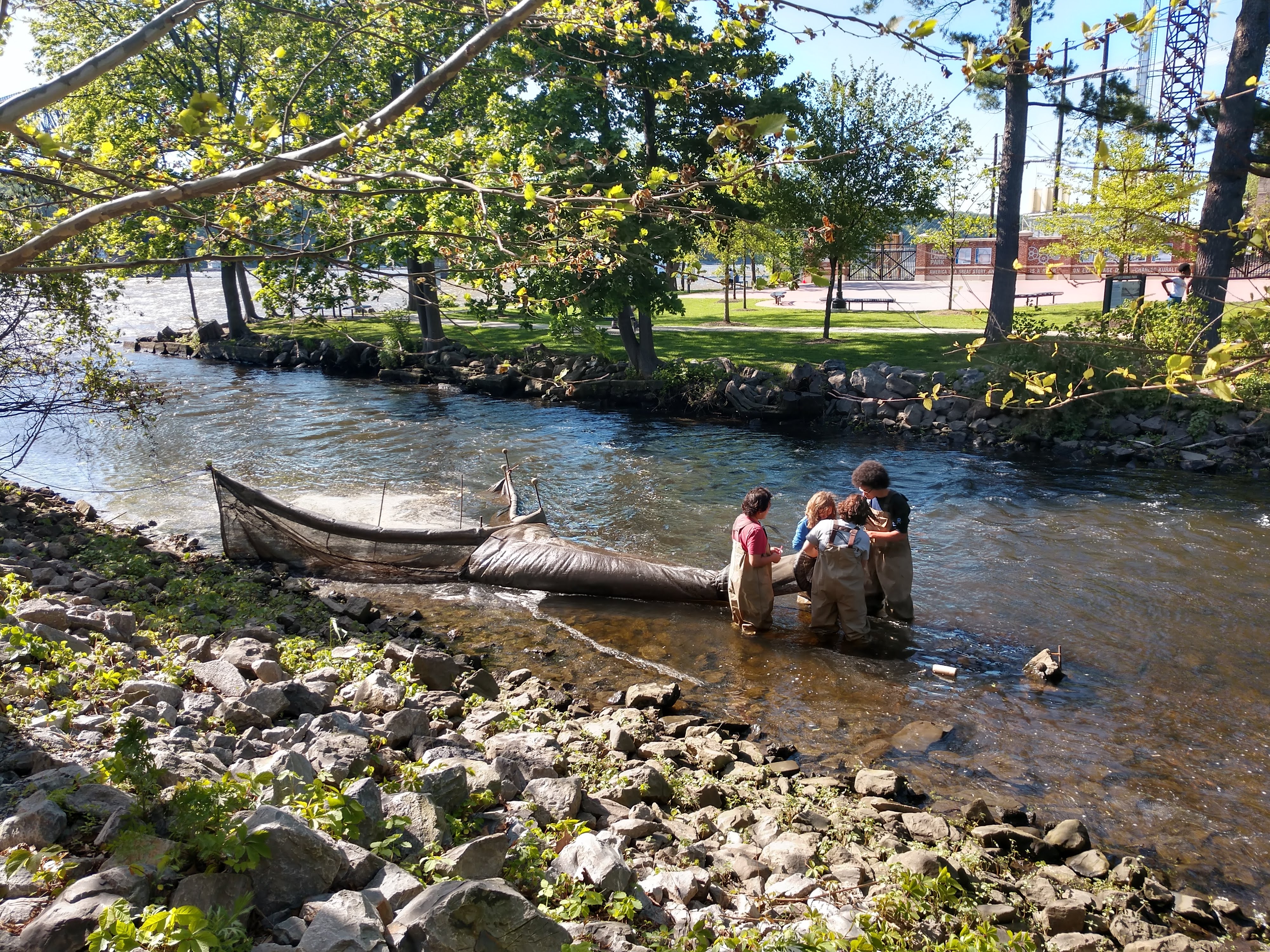 Urban students connect with local environment through eels