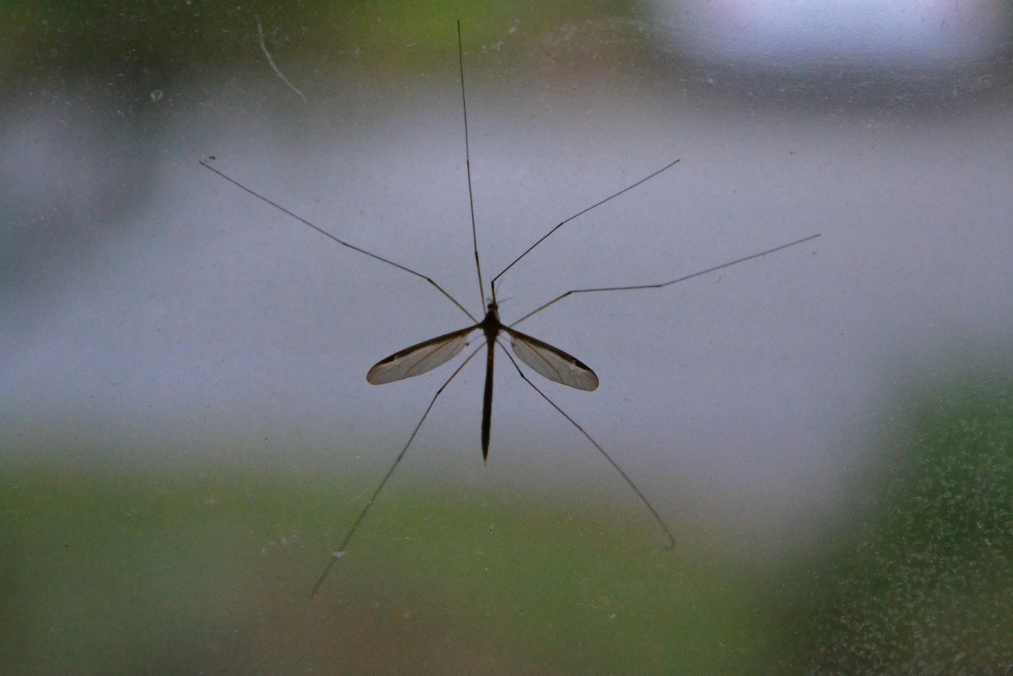 Oh, awesome. Mosquitoes are getting more used to Chicago summers