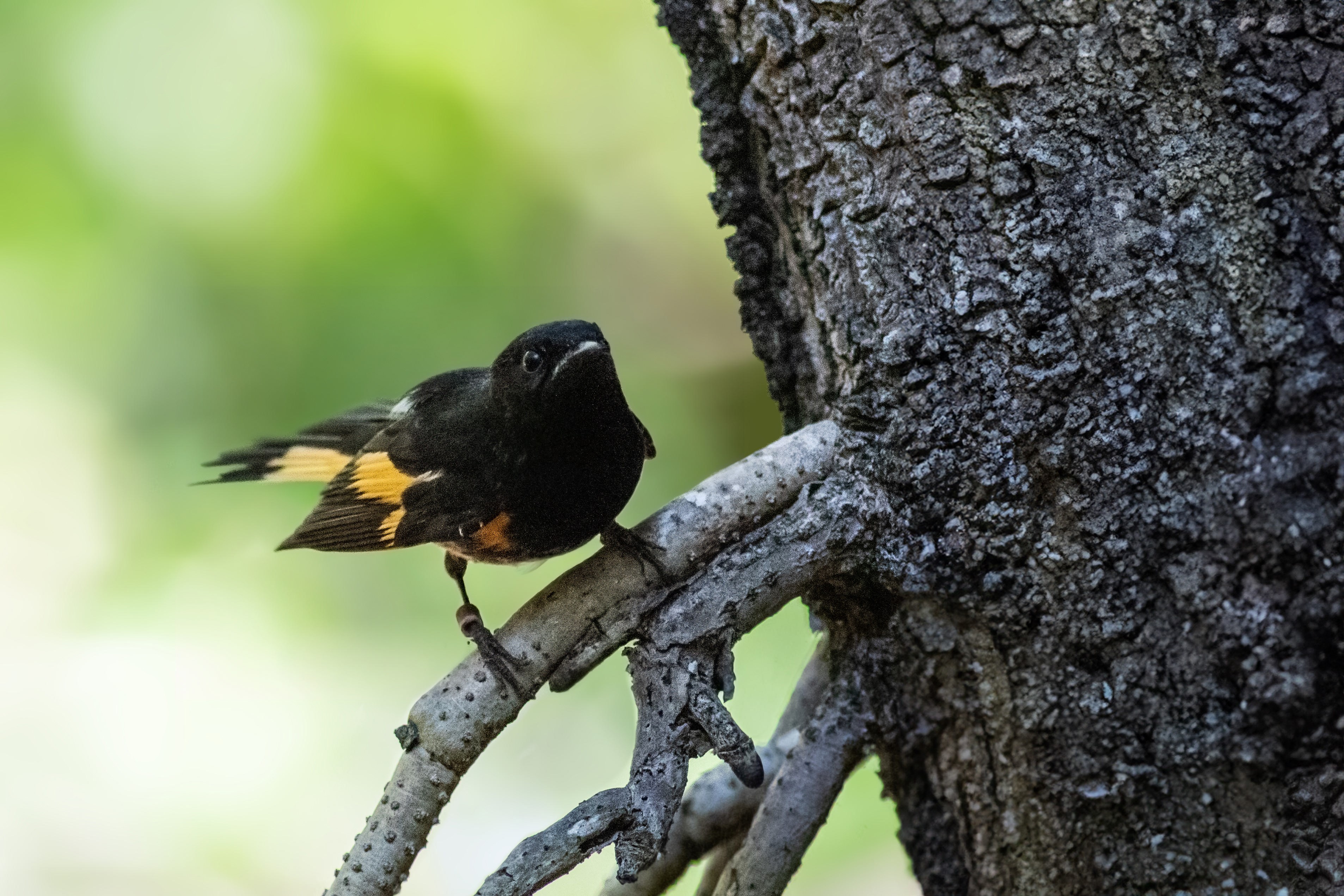 Climate change is pushing the American redstart’s breeding range southward