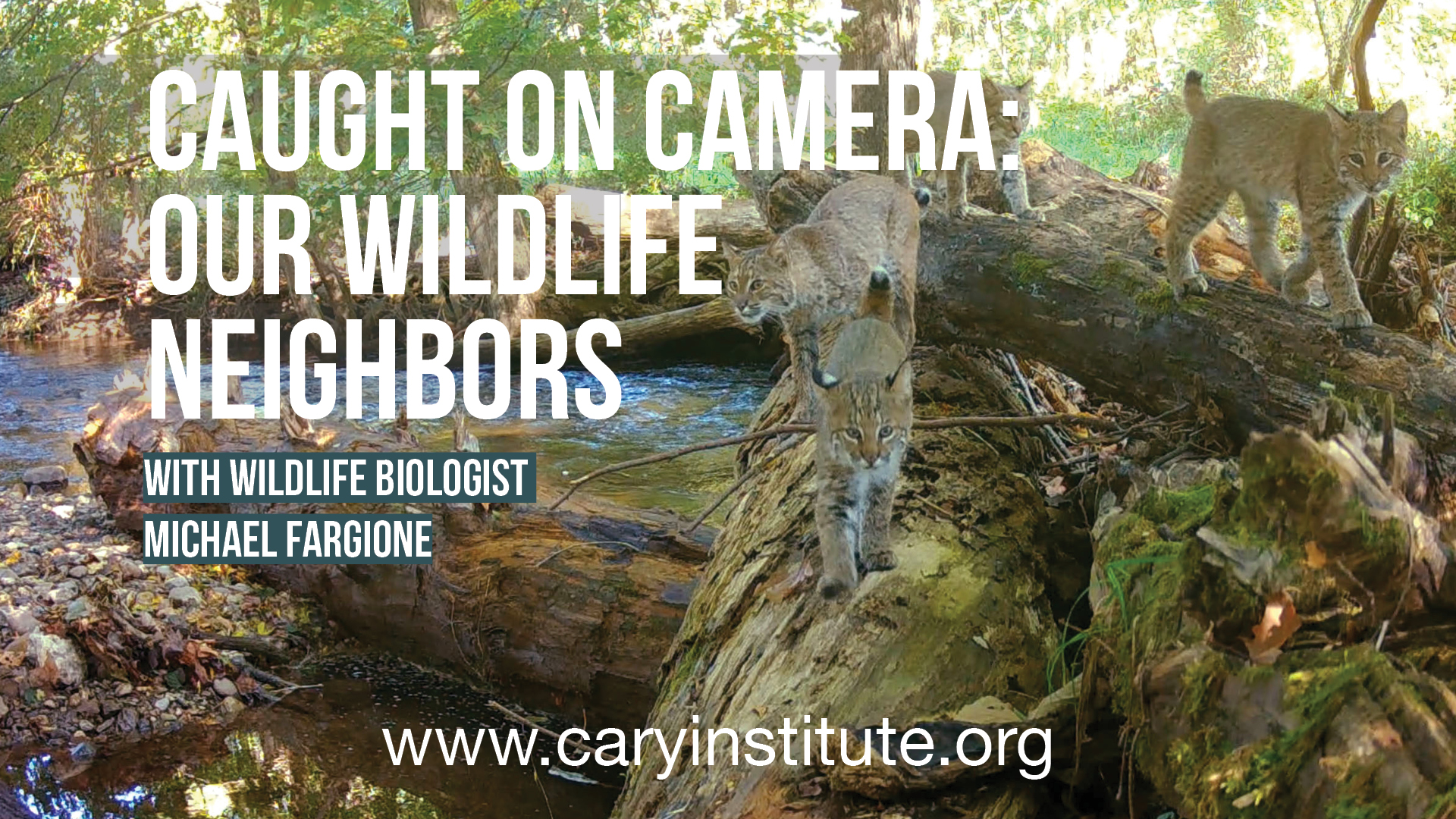 Caught on Camera: Our Wildlife Neighbors