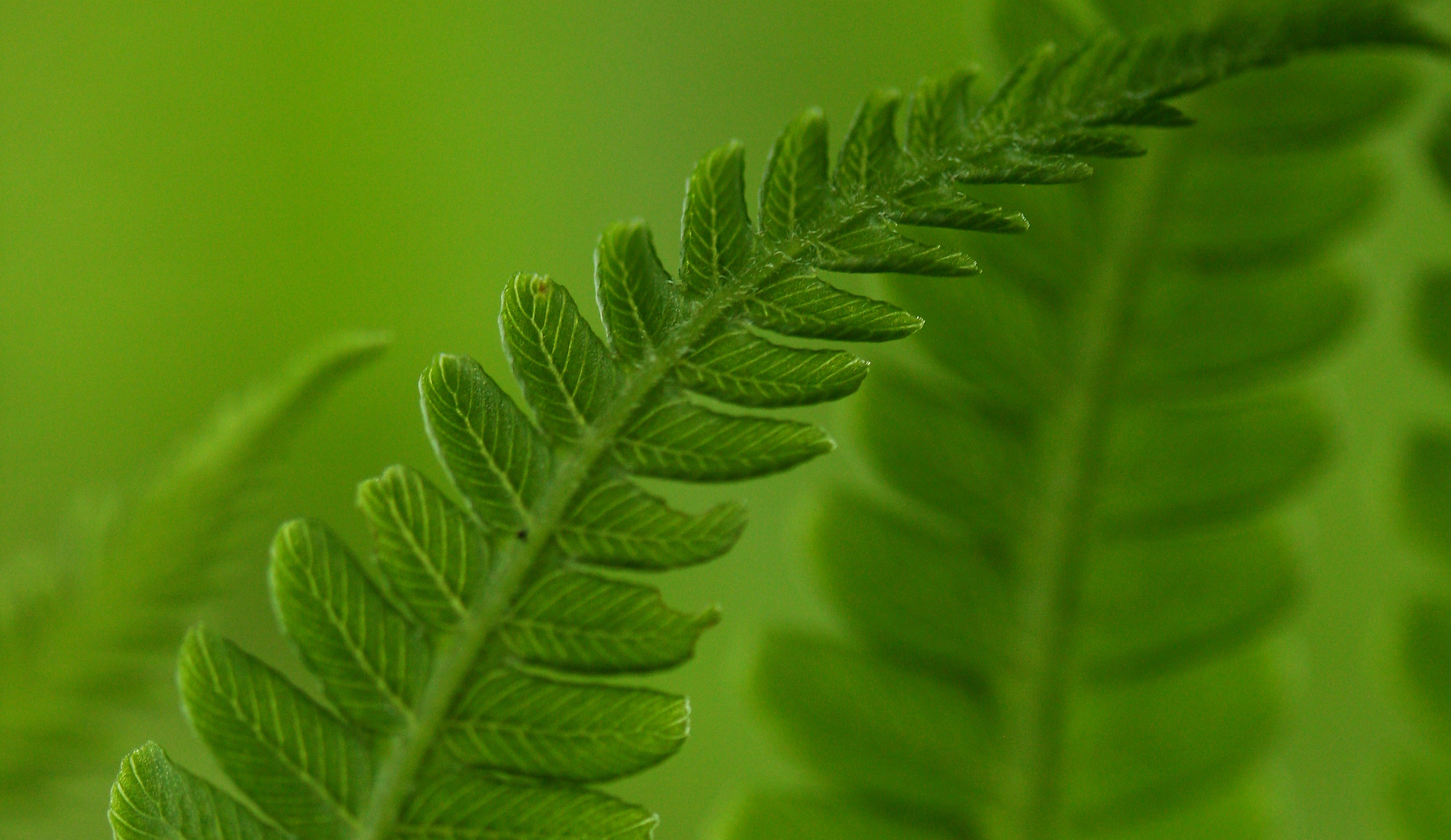 The Fern Glen