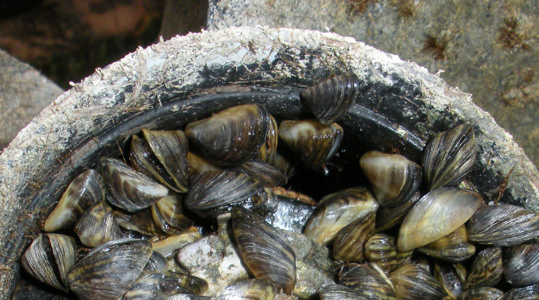 30 Years Later: Mussel invasion legacy reaches far beyond Great Lakes