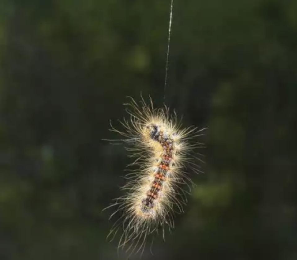 What you need to know about spongy moths: A Q&A with ecologist Clive Jones