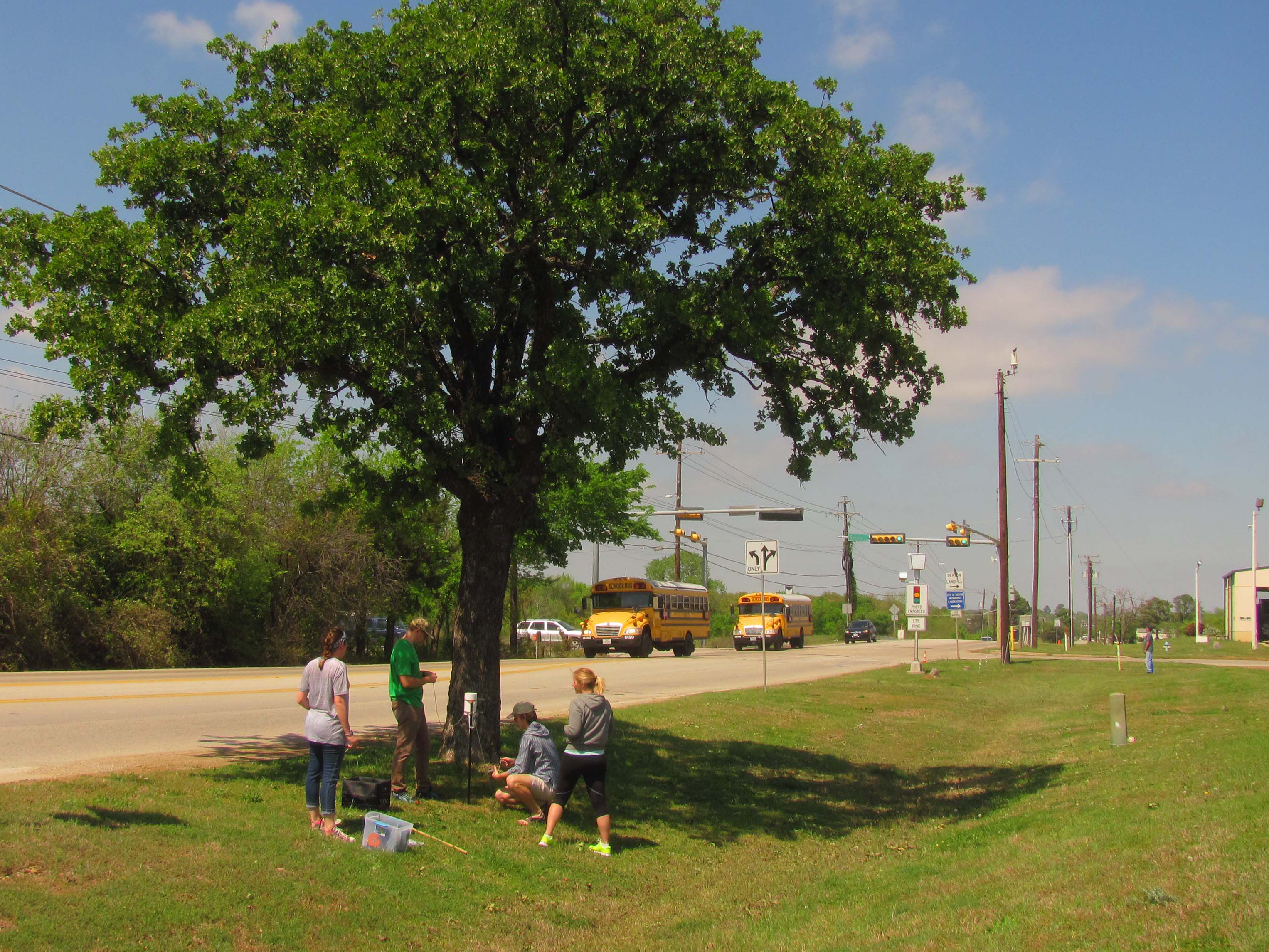 Trees can clean up pollution from tailpipes, smokestacks, and wildfires ...