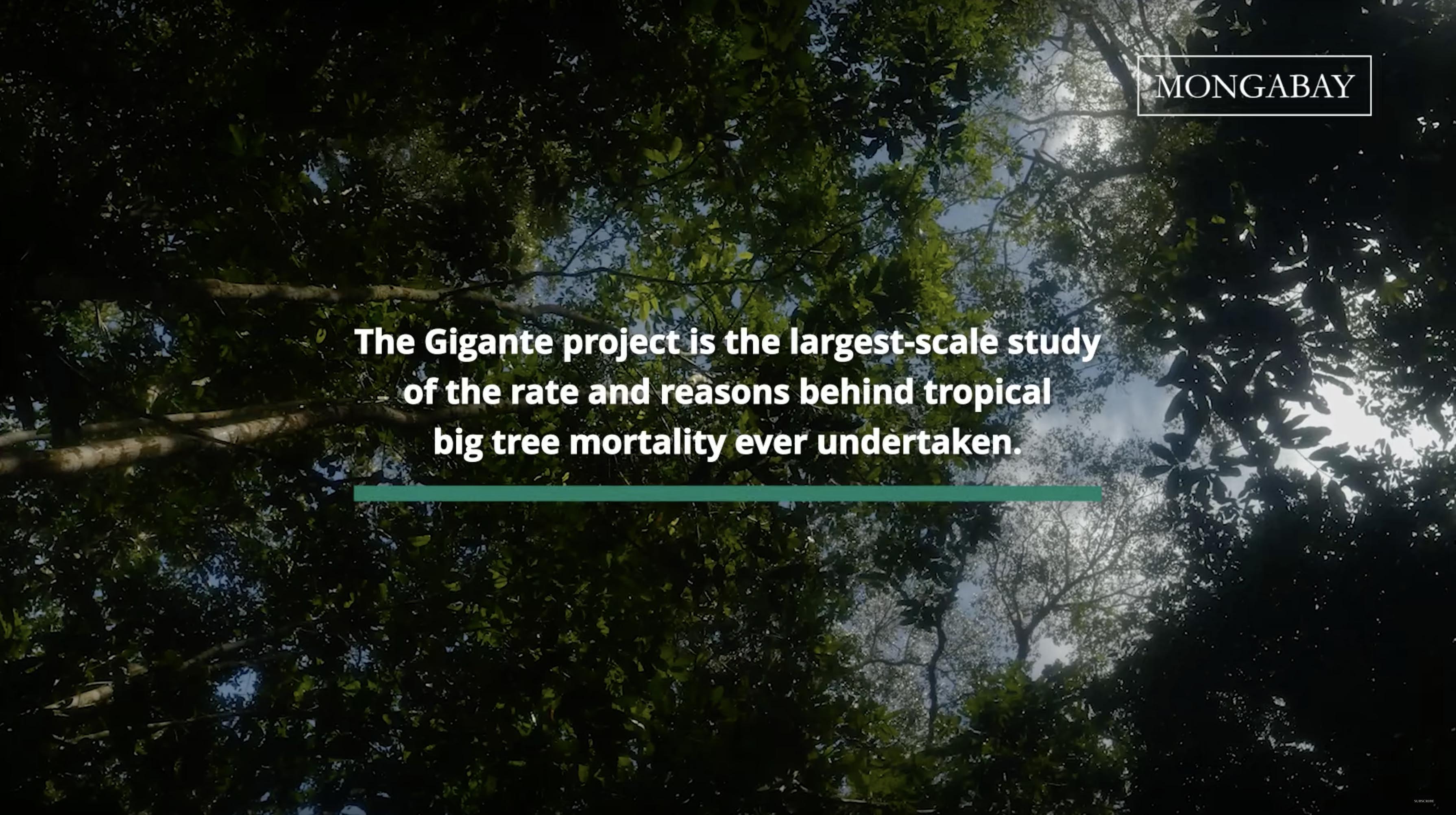 If a giant tree dies, these scientists want to find out why