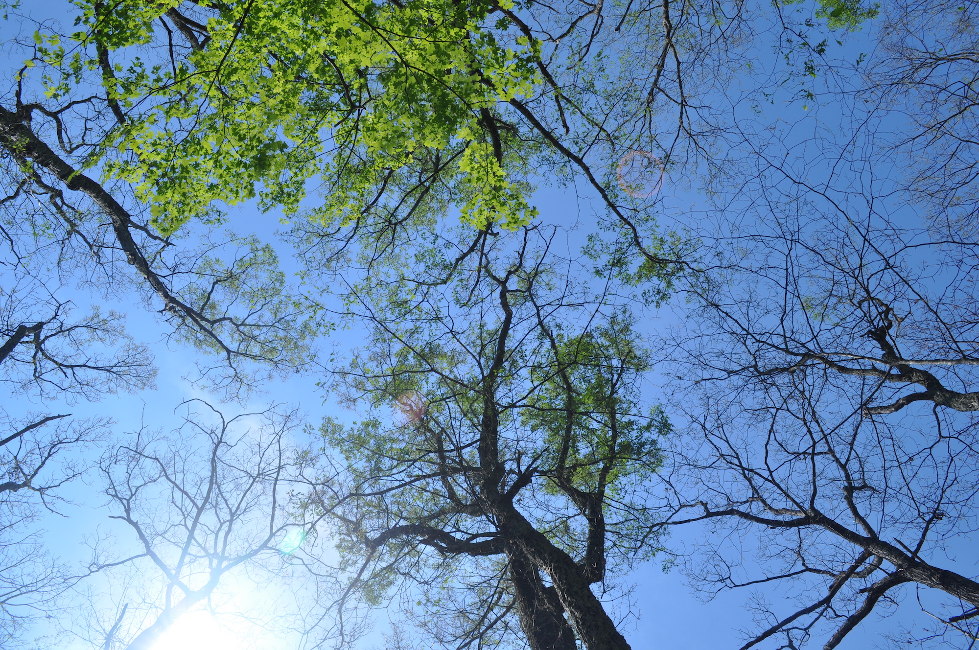Cary scientists act fast to study spongy moth impacts on disease ...