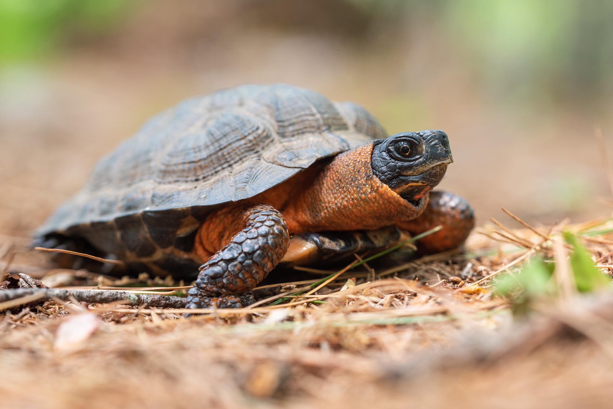 Tracking endangered wood turtles in the Catskills