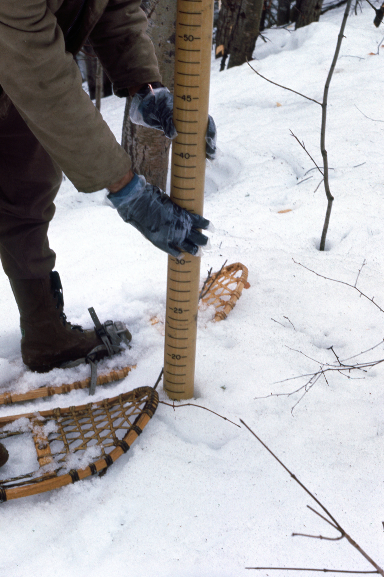 Disentangling the causes of the Northeast's shrinking snowpack